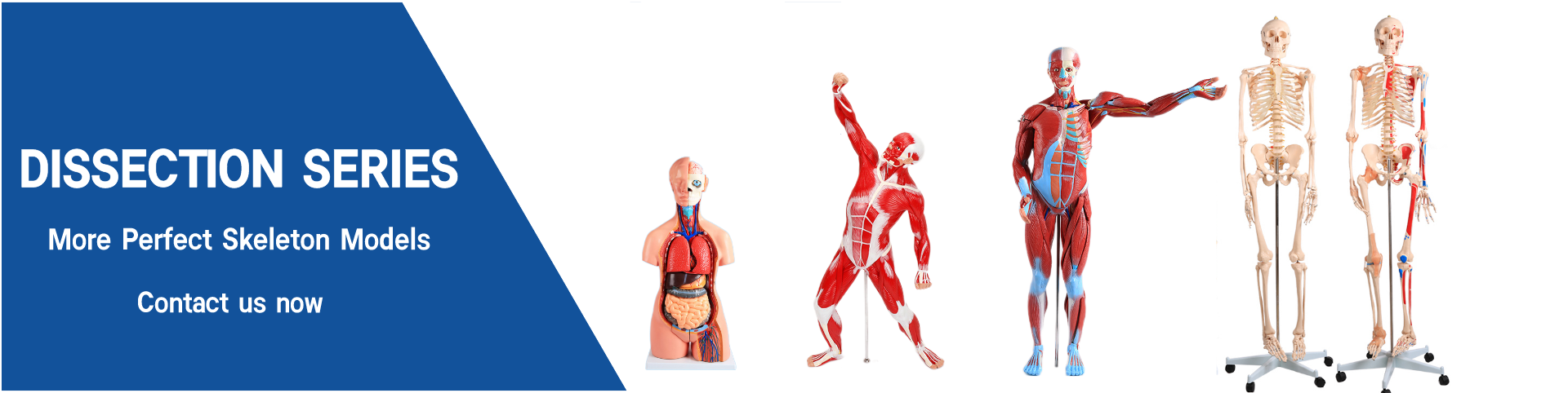 Urology Genital & Pelvis Models---ADA MED SUPPLY LIMITED