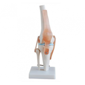 Vivid Life-size Artificial Knee Joint Model---ADA MED SUPPLY LIMITED