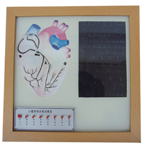 Cardiac conduction system electric modelADA MED SUPPLY LIMITED