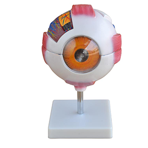 Giant Eye Model-Anatomical Series