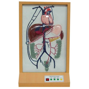 Portal vein collateral circulation electric modelADA MED SUPPLY LIMITED