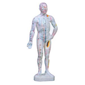 Body acupuncture model(26CM)ADA MED SUPPLY LIMITED