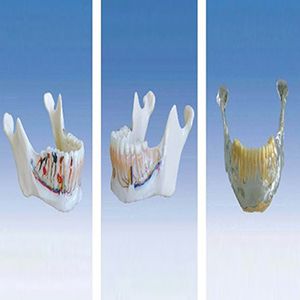 The jaw bone with teeth anatomical model-Anatomical Series