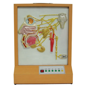 Scalp and facial autonomic nerve distribution electric modelADA MED ...