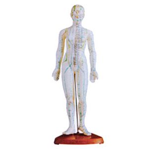 Female body acupuncture model (48CM)-Acupuncture Series