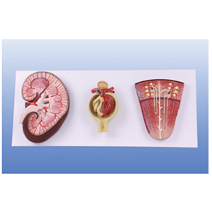 Kidney profile, nephron, glomerular modelADA MED SUPPLY LIMITED