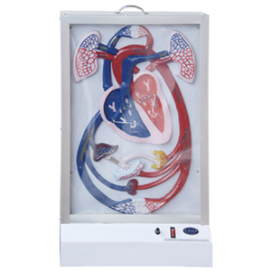 Manual hydraulic blood circulation simulatorADA MED SUPPLY LIMITED