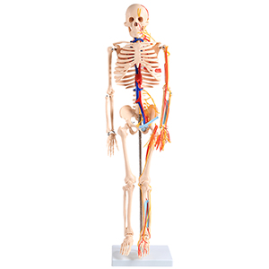 ADA MED SUPPLY LIMITED-medical teaching model,cpr manikin,Human/Animal ...
